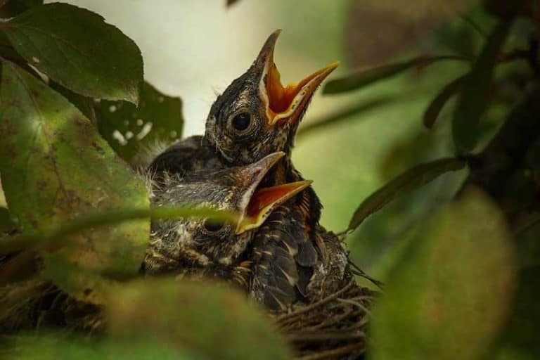 25 Interesting Facts About American Robins - Bird Feeder Hub