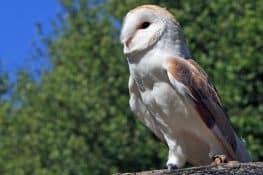 20 Interesting Facts About Barn Owls - Bird Feeder Hub