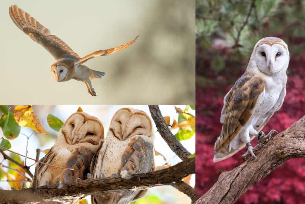 20 Interesting Facts About Barn Owls - Bird Feeder Hub