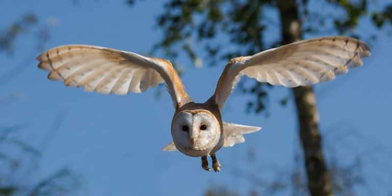 How High Can Birds Fly? (Examples) - Bird Feeder Hub