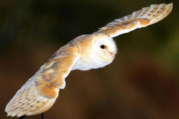 20 Interesting Facts About Barn Owls - Bird Feeder Hub