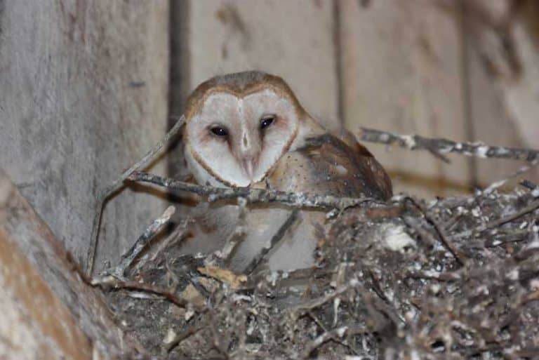 20 Interesting Facts About Barn Owls - Bird Feeder Hub