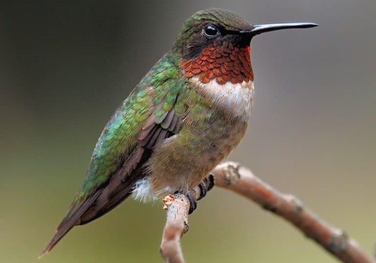 15 Birds with Iridescent Feathers - Bird Feeder Hub