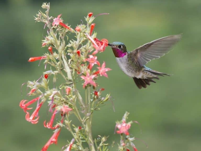 11 Species of Hummingbirds in Florida (Pictures) - Bird Feeder Hub