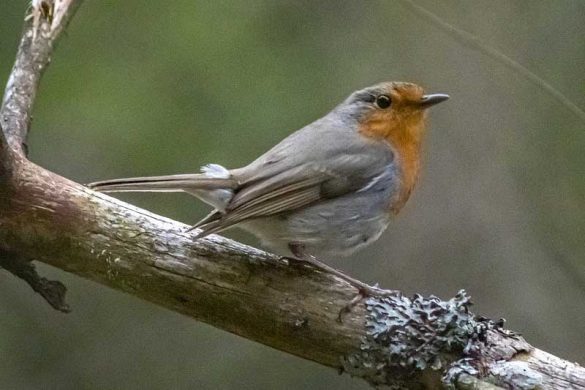 25 Interesting Facts About American Robins - Bird Feeder Hub