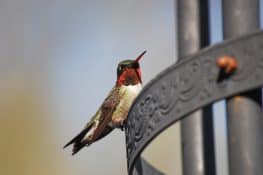 7 Hummingbirds in Montana (Common & Rare) - Bird Feeder Hub