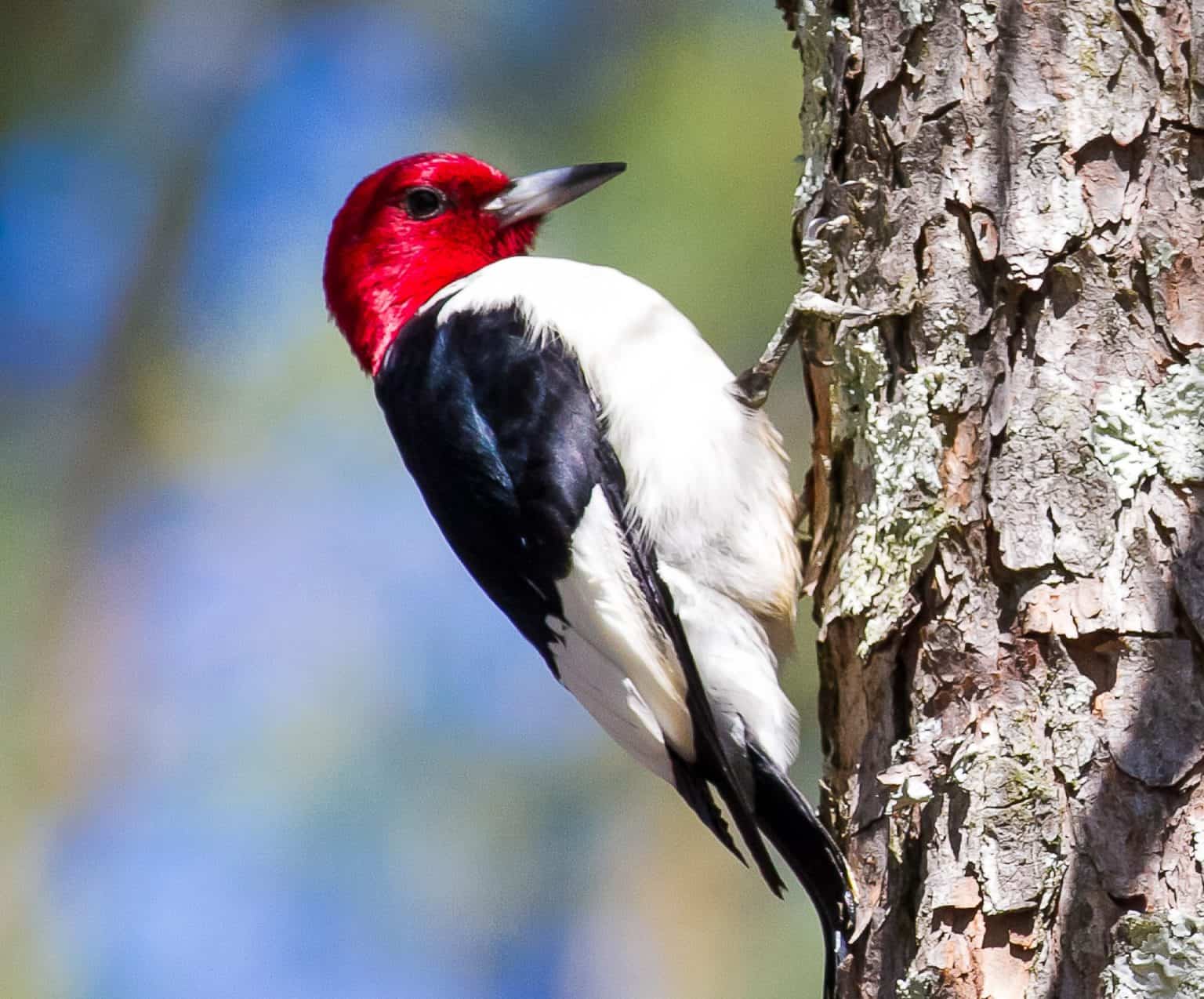 9 Woodpeckers in Minnesota (Pictures) - Bird Feeder Hub