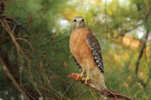 7 Types of Hawks You Can Find in Alabama (Pictures) - Bird Feeder Hub