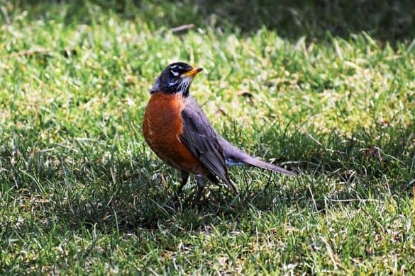 25 Interesting Facts About American Robins - Bird Feeder Hub