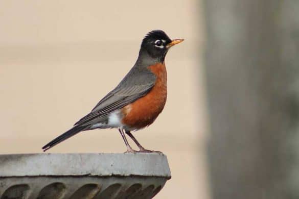 26 Backyard Birds in South Carolina (Photos) - Bird Feeder Hub