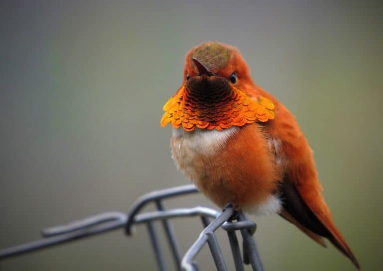 10 Rufous Hummingbird Facts (with Pics) - Bird Feeder Hub
