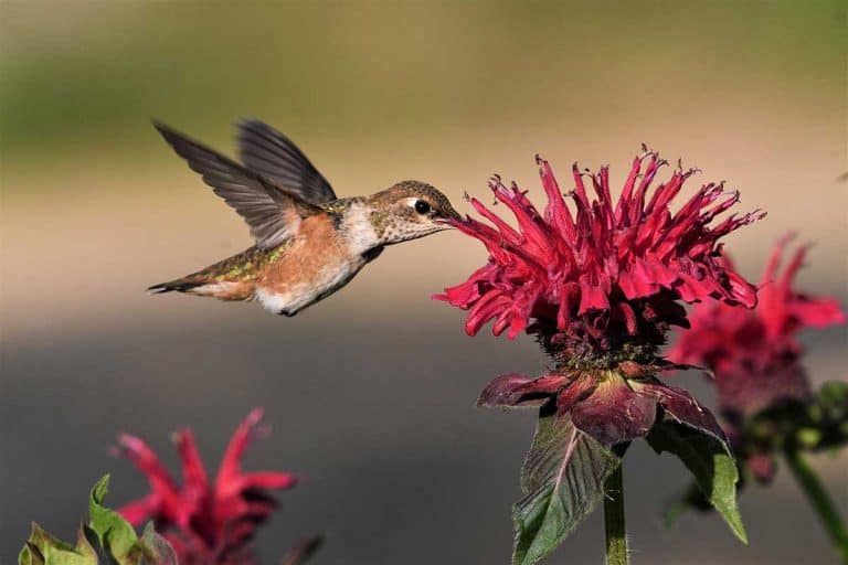 How Long Do Hummingbirds Live? - Bird Feeder Hub