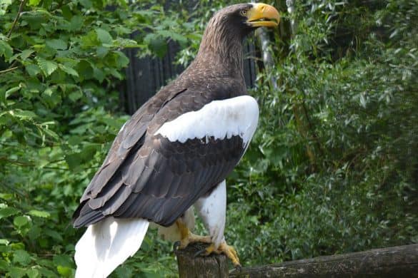 16 Birds with White Stripes on Their Wings - Bird Feeder Hub