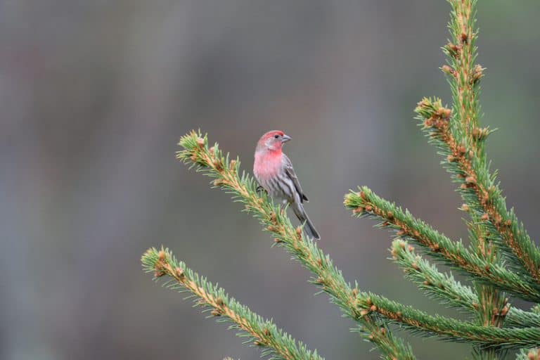 The 10 Species of Finches in Michigan - Bird Feeder Hub