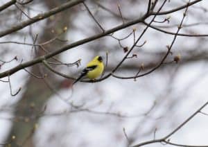 20 Interesting Facts About American Goldfinches - Bird Feeder Hub