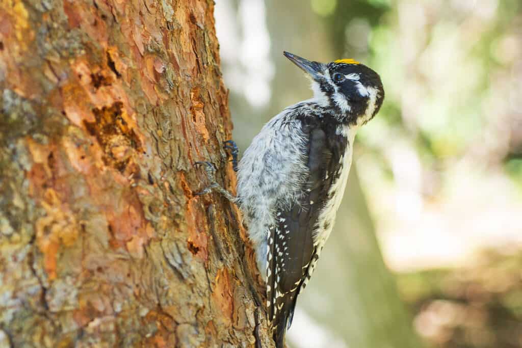 12 Woodpeckers in Washington (Pictures) - Bird Feeder Hub