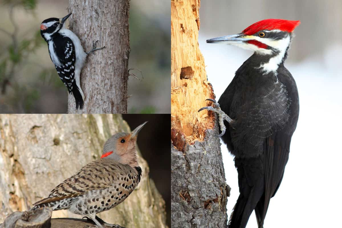 Woodpecker Varieties