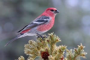 11 Red Birds in Ohio (with Photos) - Bird Feeder Hub