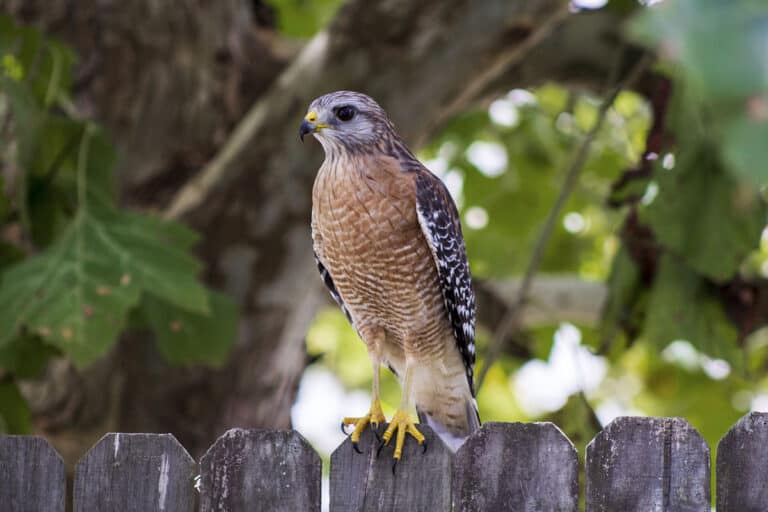 9 Types of Hawks in Oregon (Photos, Facts) - Bird Feeder Hub