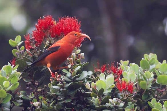 Why Aren't There Hummingbirds in Hawaii? - Bird Feeder Hub