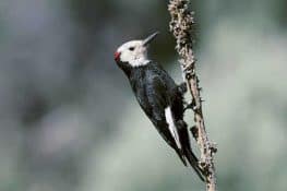 18 Birds with White Heads (with Photos) - Bird Feeder Hub