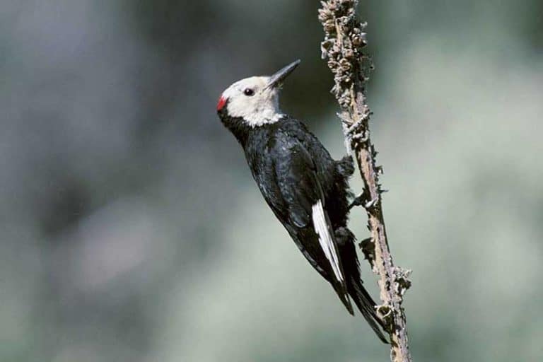 12 Woodpeckers in Washington (Pictures) - Bird Feeder Hub