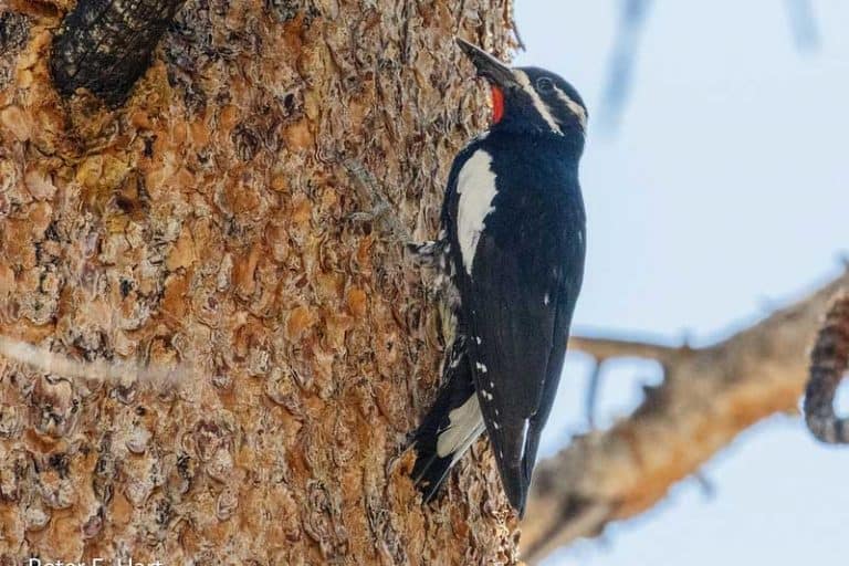 12 Woodpeckers in Washington (Pictures) - Bird Feeder Hub