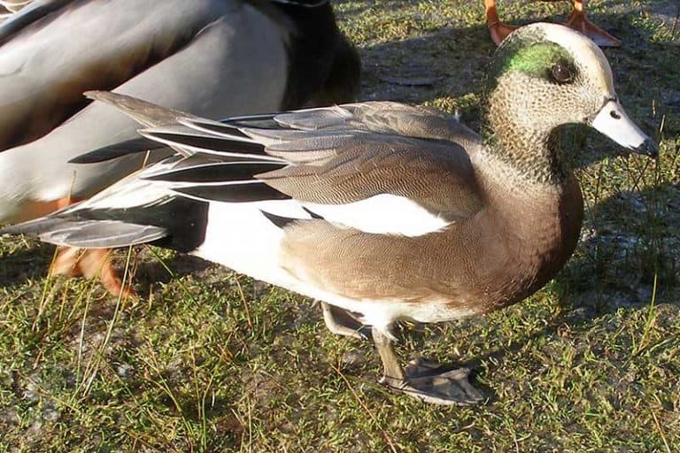 13 Examples of Ground Nesting Birds (With Pictures) - Bird Feeder Hub
