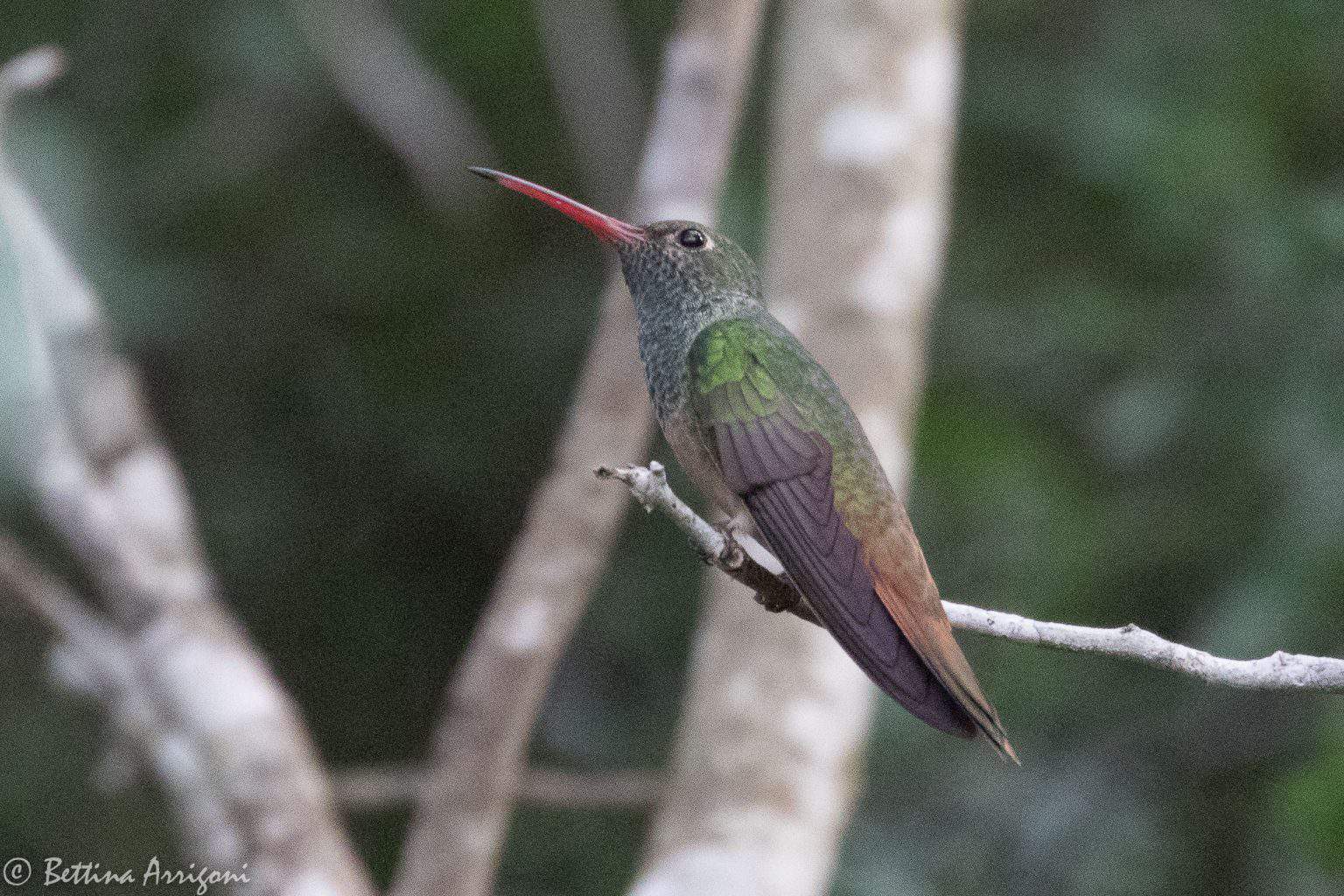 16 Birds With Red Beaks (Pictures and Info) - Bird Feeder Hub