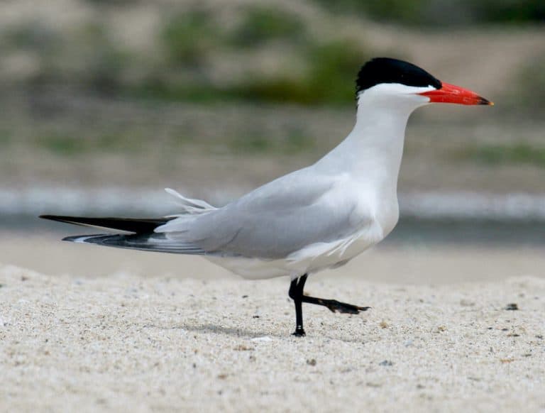 16 Birds With Red Beaks (Pictures and Info) - Bird Feeder Hub