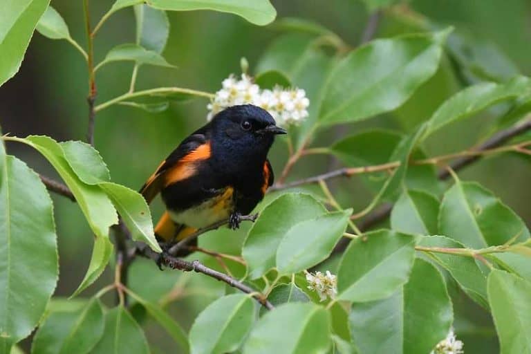 18 Types of Black Birds (with Photos) - Bird Feeder Hub