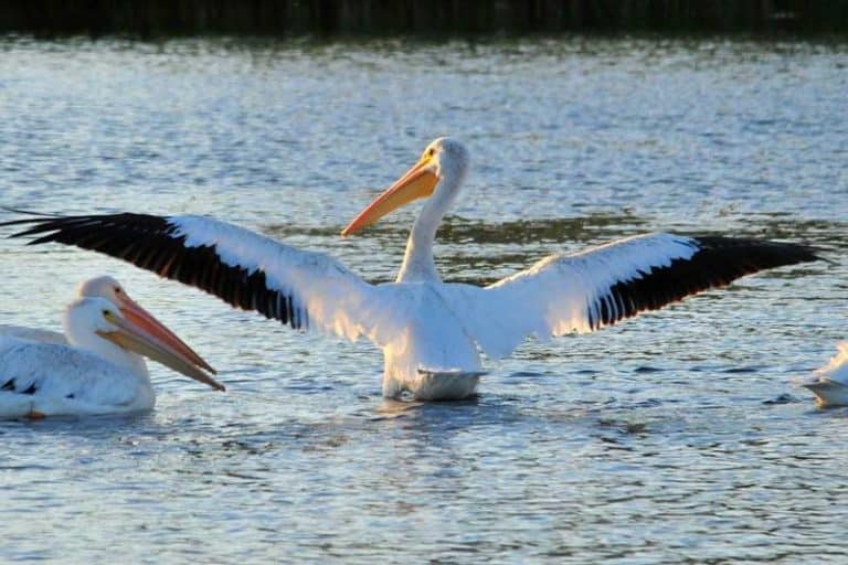 19 Birds With BIG Beaks (Interesting Facts & Pictures) - Bird Feeder Hub