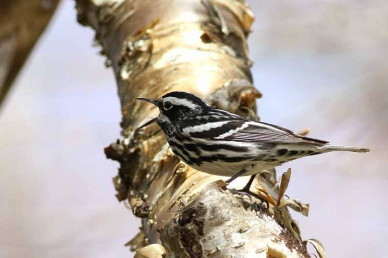 16 Birds with White Stripes on Their Wings - Bird Feeder Hub