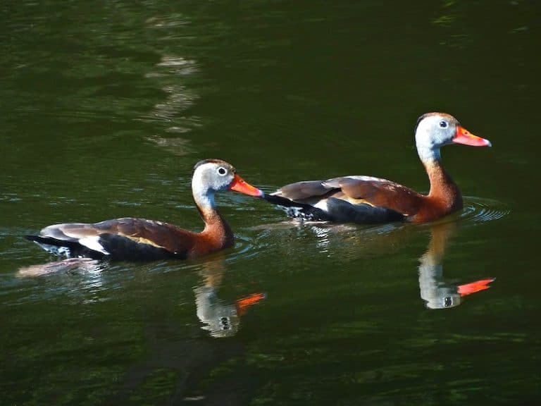 16 Birds With Red Beaks (Pictures and Info) - Bird Feeder Hub