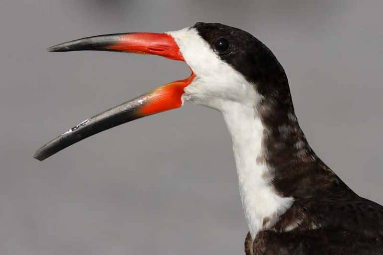 12 Birds With Colorful Beaks (Info & Pics) - Bird Feeder Hub