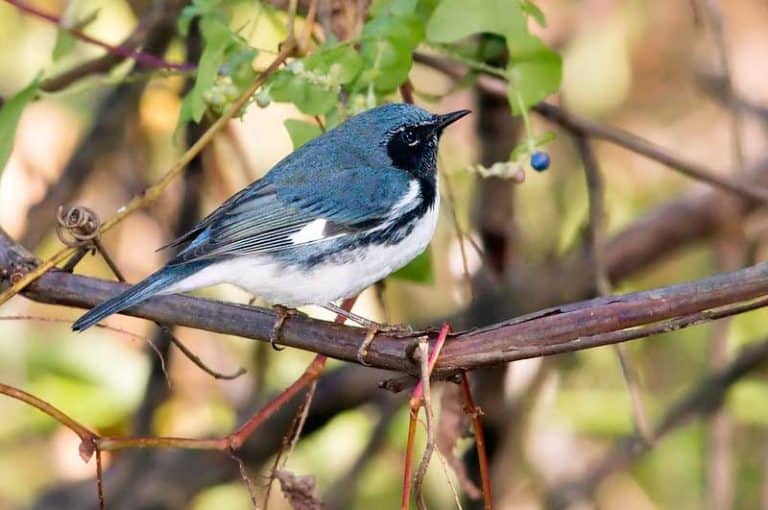 16 Types of Blue Birds (With Photos) - Bird Feeder Hub