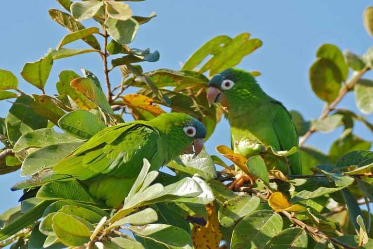 Parrots in Florida (17 Species With Pictures) - Bird Feeder Hub