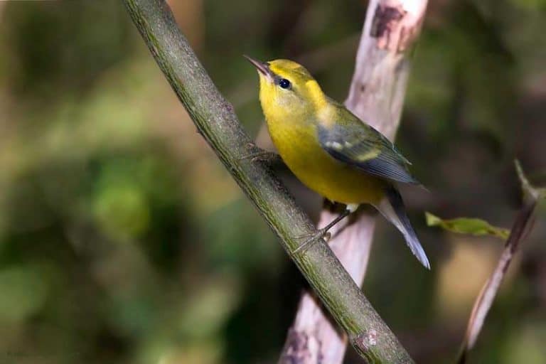 Here are 15 Types of Yellow Birds (With Pictures) - Bird Feeder Hub