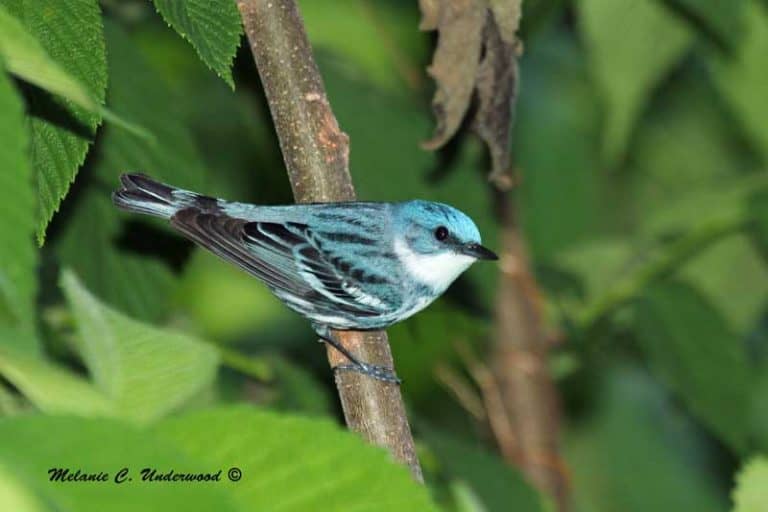 32 Birds That Start With C (with Pictures) - Bird Feeder Hub