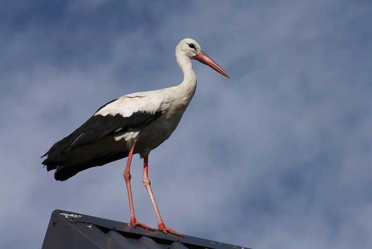 19 Birds With BIG Beaks (Interesting Facts & Pictures) - Bird Feeder Hub