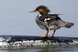 16 Birds With Red Beaks (Pictures and Info) - Bird Feeder Hub