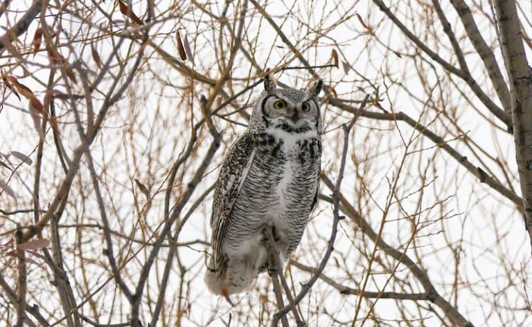 7 Species of Owls in Alabama (Pictures) - Bird Feeder Hub