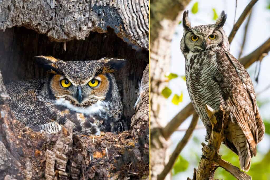 20 Amazing Facts About Great Horned Owls - Bird Feeder Hub