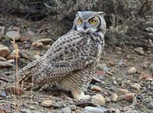 20 Amazing Facts About Great Horned Owls - Bird Feeder Hub
