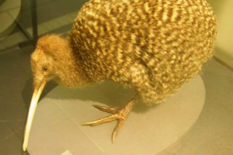 19 Birds With BIG Beaks (Interesting Facts & Pictures) - Bird Feeder Hub