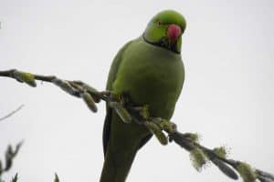 16 Types of Green Birds (with Photos) - Bird Feeder Hub