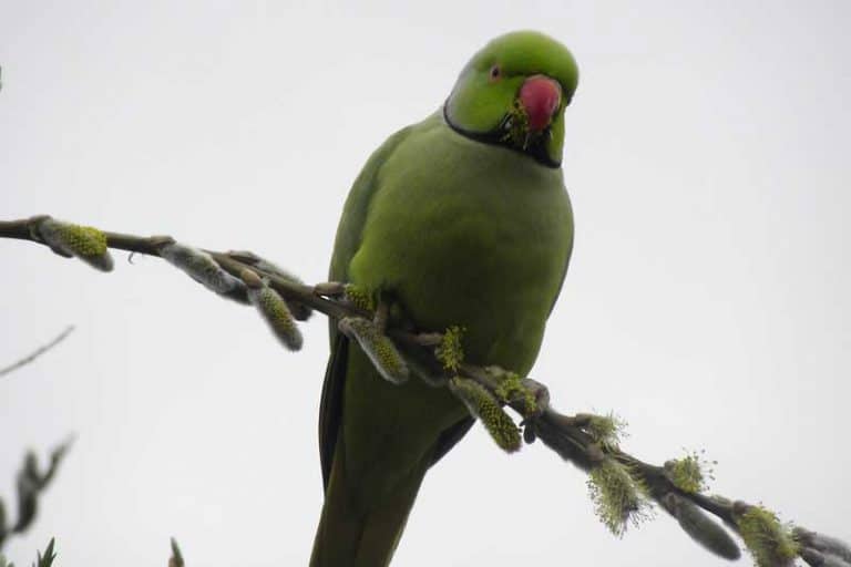 Parrots in Florida (17 Species With Pictures) - Bird Feeder Hub