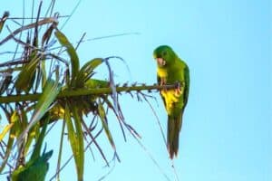 16 Types of Green Birds (with Photos) - Bird Feeder Hub
