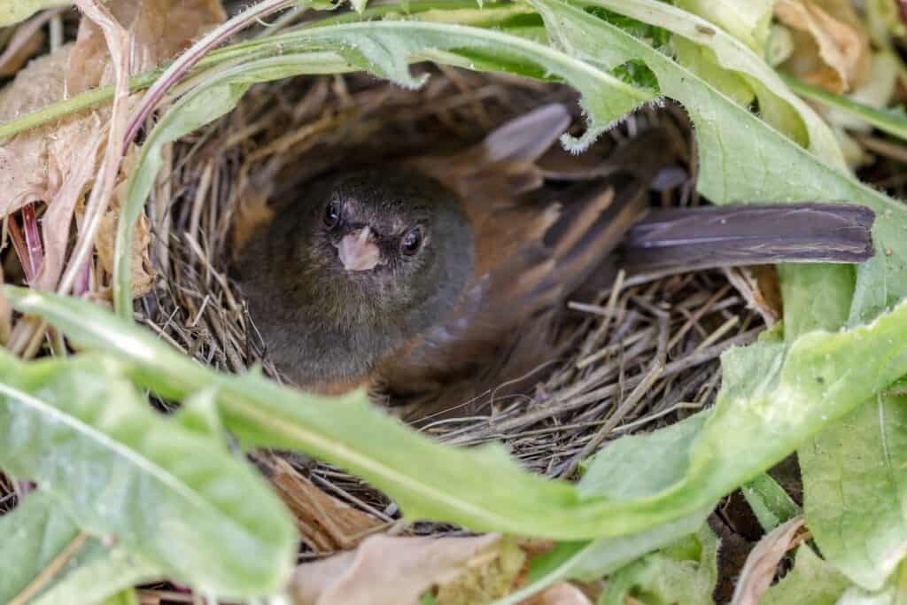 13 Examples of Ground Nesting Birds (With Pictures) - Bird Feeder Hub