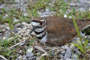 16 Types of Birds That Start With K (with Photos) - Bird Feeder Hub